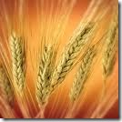 PERTANIAN: BUDIDAYA GANDUM DI INDONESIA